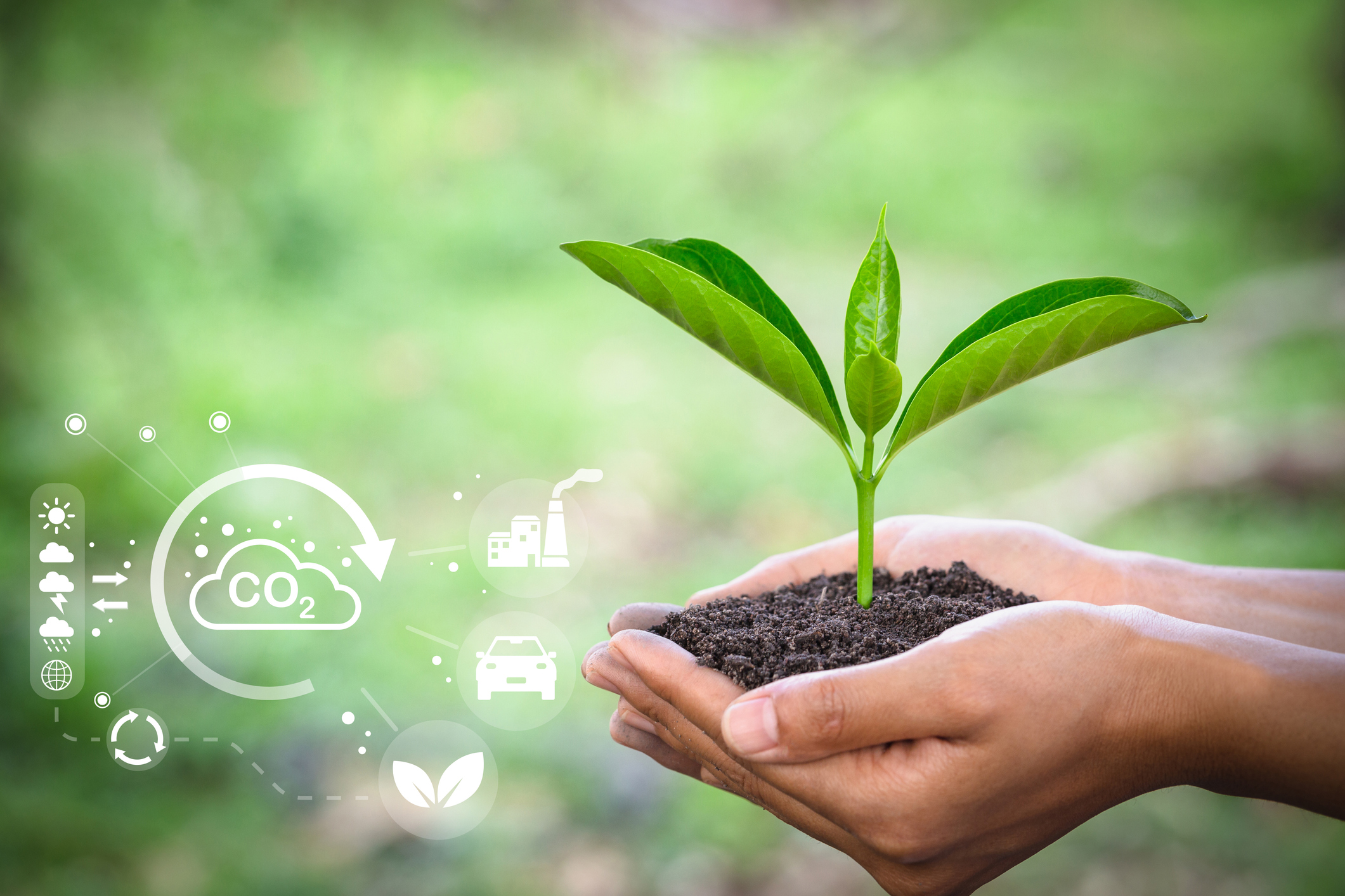 .earth Domain Case Study: Mossy.earth Planting Native Trees and ...